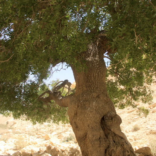 Mt. Atlas Mastic Tree (Pistacia Atlantica) Plant Care & How to Grow, Water