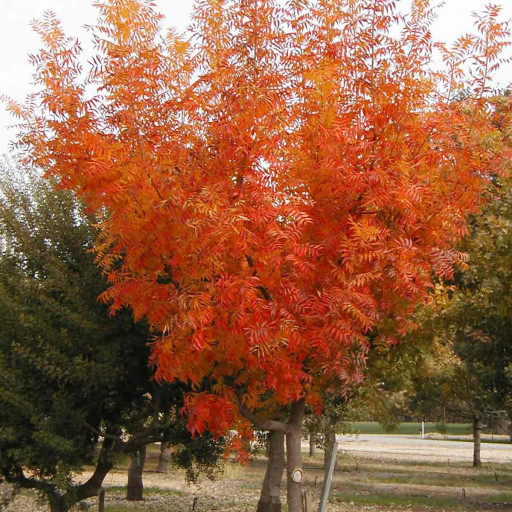 Chinese Pistache (Pistacia Chinensis) Plant Care & How to Grow, Water