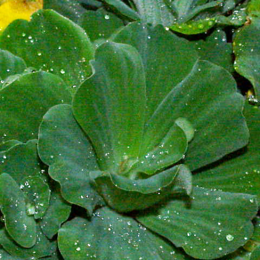 Water Lettuce (Pistia Stratiotes) Plant Care & How to Grow, Water