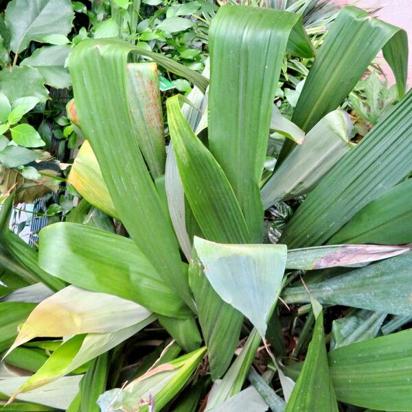 Pitcairnia Corallina Care Guide: Water, Soil & Propagation - Plantiary