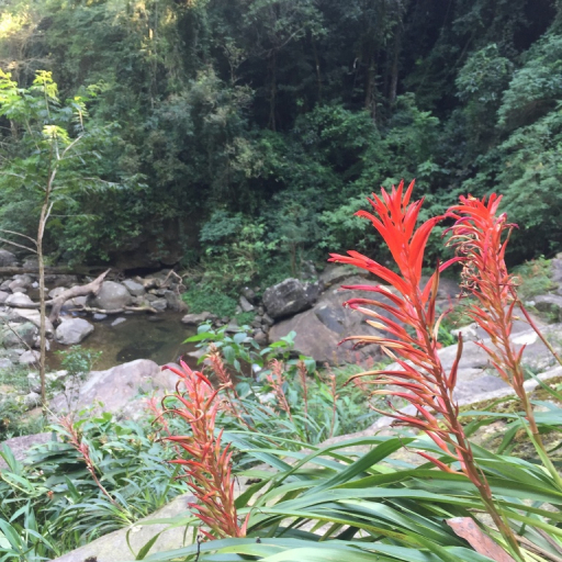Pitcairnia Flammea Plant Care & How to Grow, Water