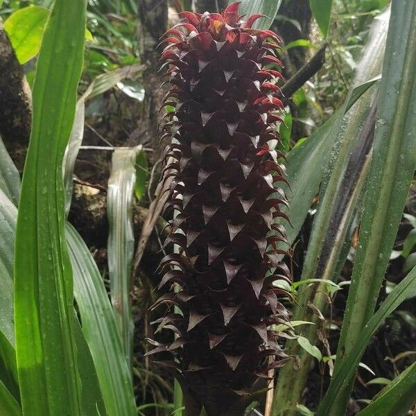 Pitcairnia Funkiae Plant Care & How to Grow, Water