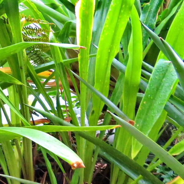 Pitcairnia Sceptrigera Care Guide: Water, Soil & Propagation - Plantiary