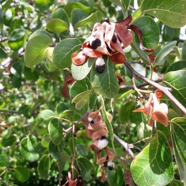 Cat's-Claw (Pithecellobium Unguis-cati) Plant Care & How to Grow, Water