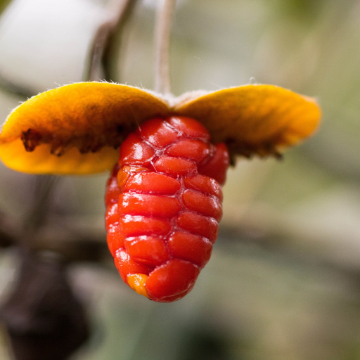 Banyalla (Pittosporum Bicolor) Plant Care & How to Grow, Water