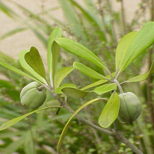 Azarole (Crataegus Azarolus) Plant Care & How to Grow, Water