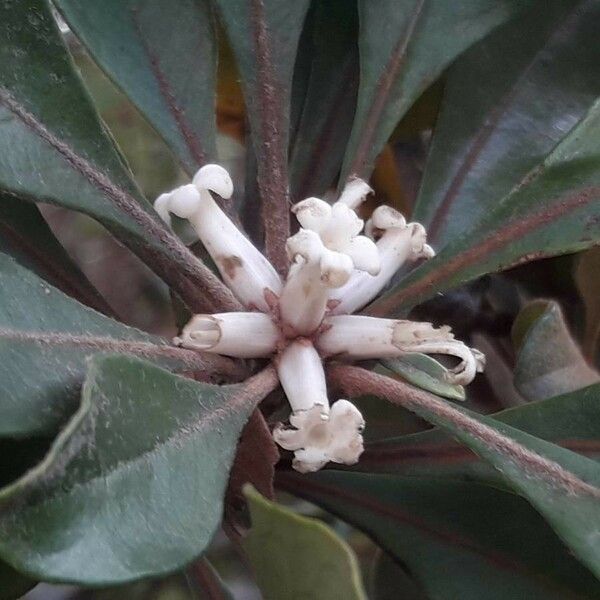 Pittosporum Echinatum Care Guide: Water, Soil & Propagation - Plantiary
