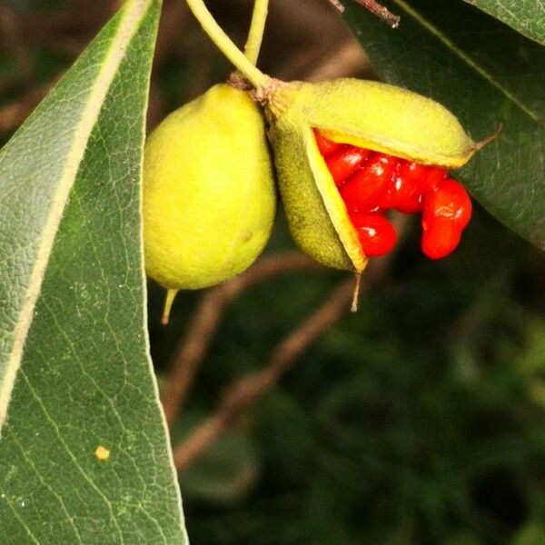 Pittosporum Glabratum Plant Care & How to Grow, Water