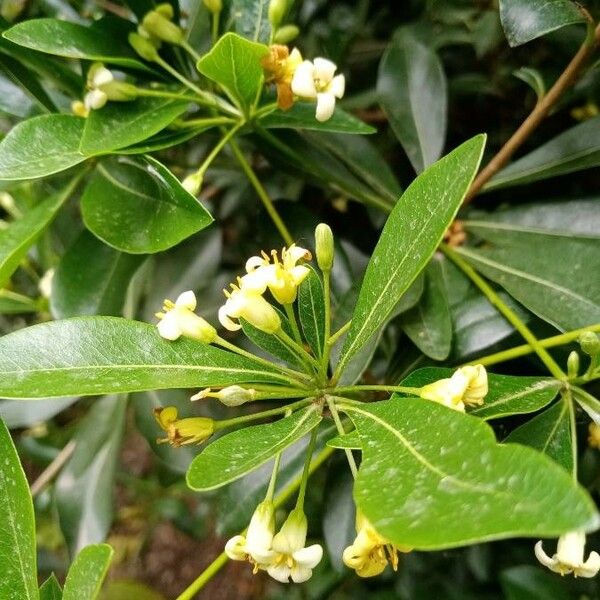 Pittosporum Heterophyllum Plant Care & How to Grow, Water