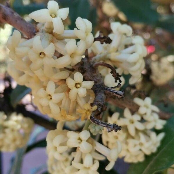 Kona Cheesewood (Pittosporum Hosmeri) Plant Care & How to Grow, Water