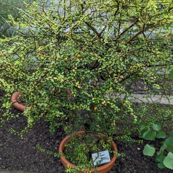 Orange Thorn (Pittosporum Multiflorum) Plant Care & How to Grow, Water