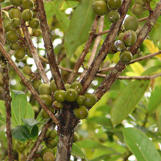 Petroleum-Nut (Pittosporum Resiniferum) Care Guide: Water, Soil ...