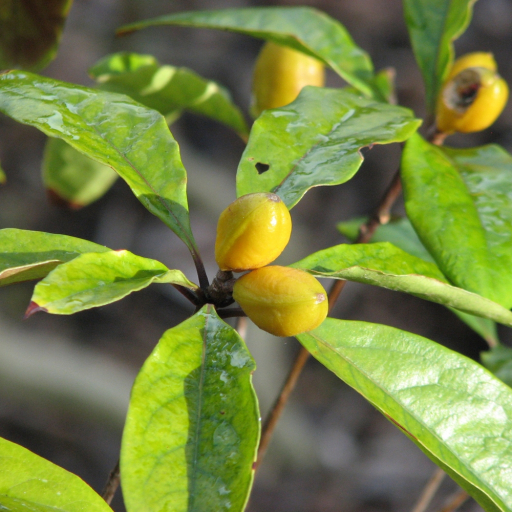 Rough Fruit Pittosporum (Pittosporum Revolutum) Plant Care & How to ...