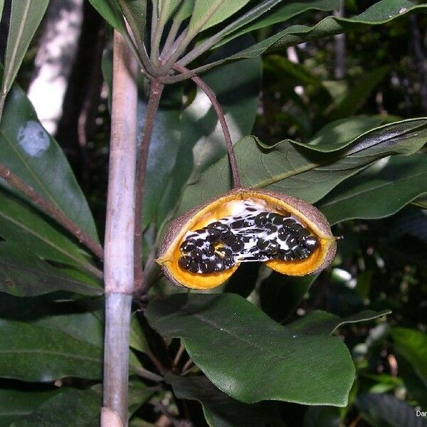 Pittosporum Scythophyllum Care Guide: Water, Soil & Propagation - Plantiary