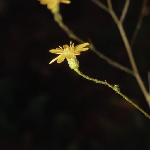 Grass-Leaf Golden-Aster (Pityopsis Graminifolia) Plant Care & How to ...