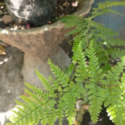 Dixie Silverback Fern (Pityrogramma Calomelanos) Plant Care & How to ...