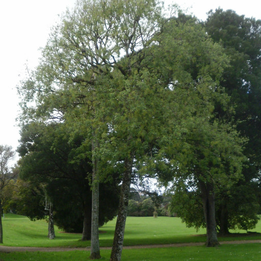 Manatu (Plagianthus Regius) Plant Care & How to Grow, Water