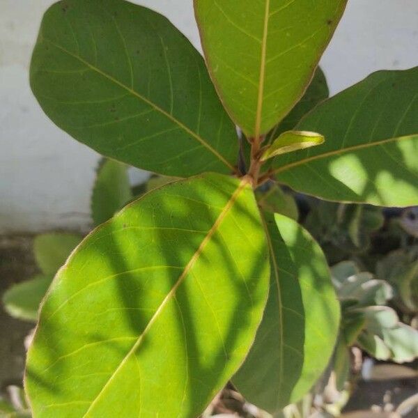 Red-Fruited Mabolo (Planchonella Rufocostata) Plant Care & How to Grow ...