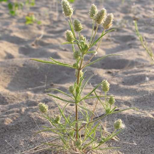 Branched ain (Plantago Arenaria) Plant Care & How to Grow, Water