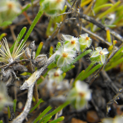 Dot-seed ain (Plantago Erecta) Plant Care & How to Grow, Water