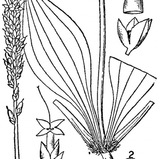 Red-Woolly ain (Plantago Eriopoda) Plant Care & How to Grow, Water