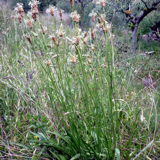 Narrow-Leaf ain (Plantago Lanceolata) Plant Care & How to Grow, Water