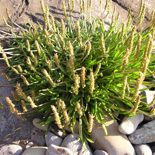 Sea ain (Plantago Maritima) Plant Care & How to Grow, Water