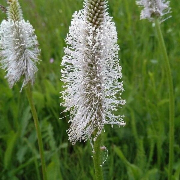 Giant ain (Plantago Maxima) Care Guide: Water, Soil & Propagation ...