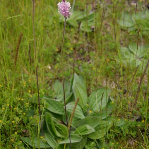 Lamb's-Tongue (Plantago Media) Plant Care & How to Grow, Water