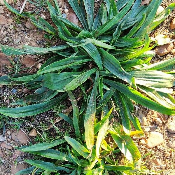 One-Seeded ain (Plantago Monosperma) Plant Care & How to Grow, Water