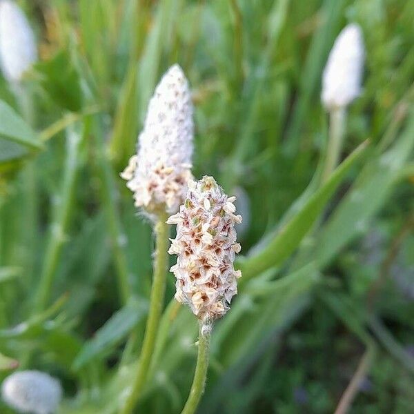 ago Notata Plant Care & How to Grow, Water