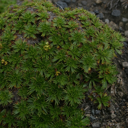 Water Mattress (Plantago Rigida) Plant Care & How to Grow, Water