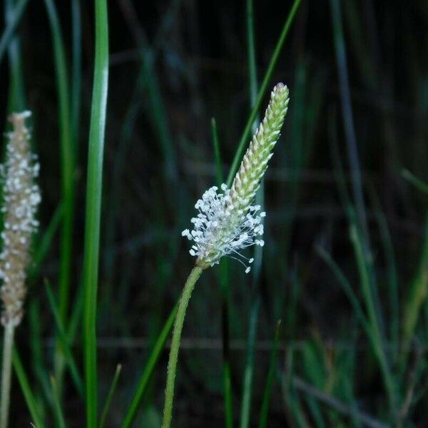 ago Schwarzenbergiana (Plantago Schwarzenbergiana) Care Guide: Water ...