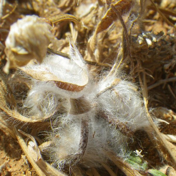 Leafy-Spiked ain (Plantago Squarrosa) Care Guide: Water, Soil ...