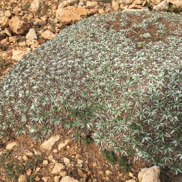 Haircap Moss (Plantago Subulata) Care Guide: Water, Soil & Propagation ...