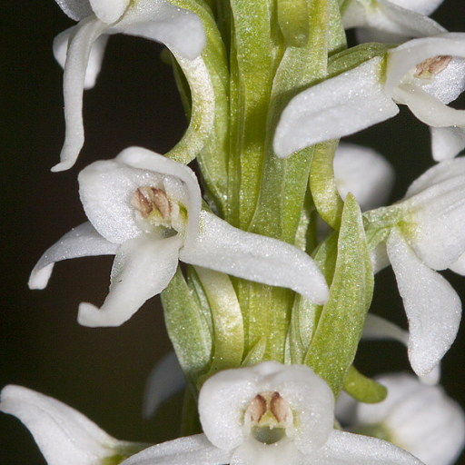 Boreal Bog Orchid (Platanthera Dilatata) Plant Care & How to Grow, Water