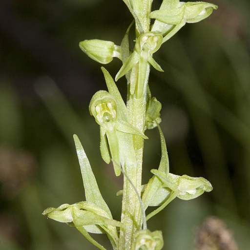 Sparse-flowered Bog Orchid (Platanthera Sparsiflora) Plant Care & How ...