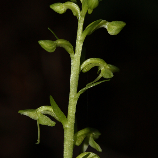 Slender Bog Orchid (Platanthera Stricta) Plant Care & How to Grow, Water