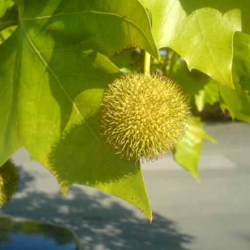 London Planetree (Platanus × Hispanica) Plant Care & How to Grow, Water
