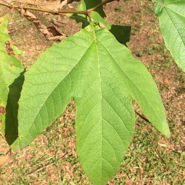 Platanus Mexicana Plant Care & How to Grow, Water