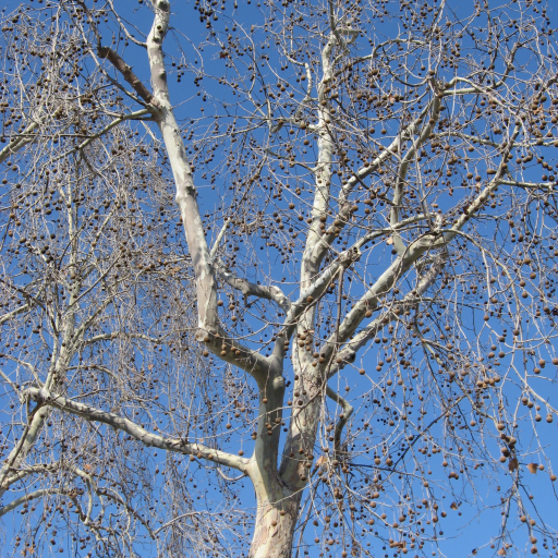 California Sycamore (Platanus Racemosa) Plant Care & How to Grow, Water