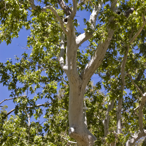 Arizona Sycamore (Platanus Wrightii) Plant Care & How to Grow, Water