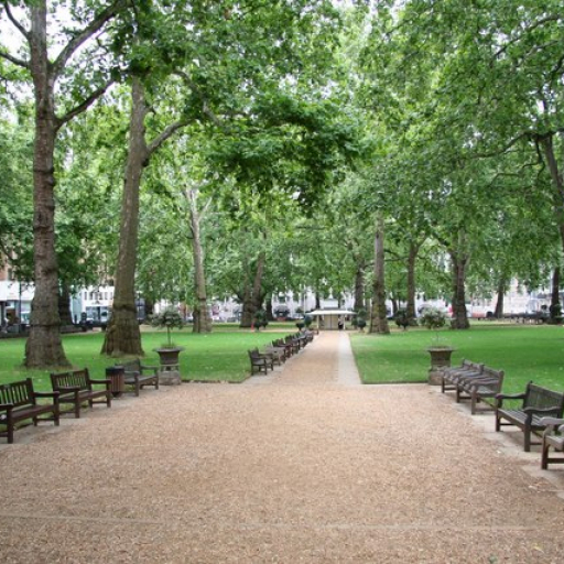 London Plane (Platanus X Hispanica) Plant Care & How to Grow, Water