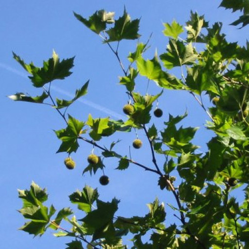 Plane Trees (Platanus) Plant Care & How to Grow, Water