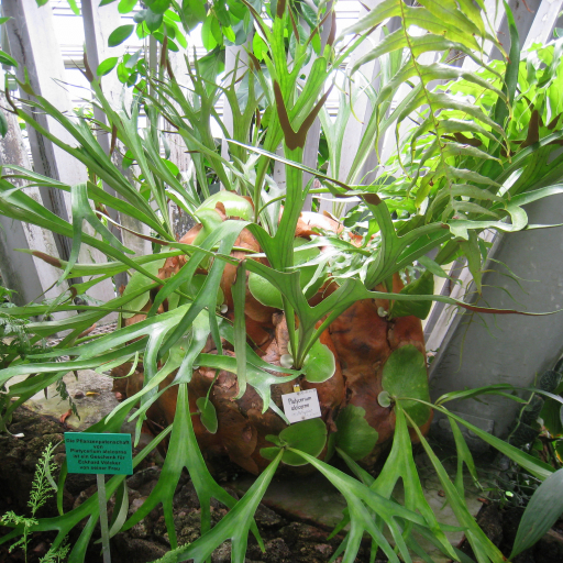 Platycerium Alcicorne Plant Care & How to Grow, Water