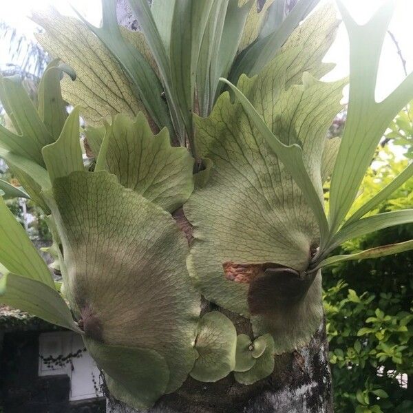 Triangular Staghorn Fern (Platycerium Stemaria) Plant Care & How to ...