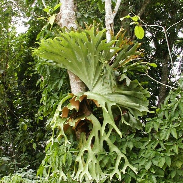 Platycerium Wallichii Plant Care & How to Grow, Water