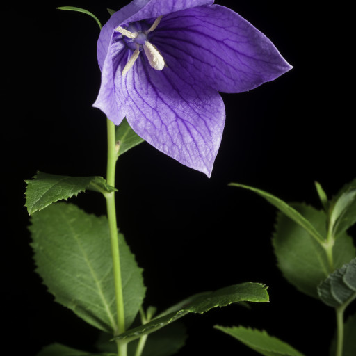 Balloon Flower (Platycodon Grandiflorus) Plant Care & How to Grow, Water