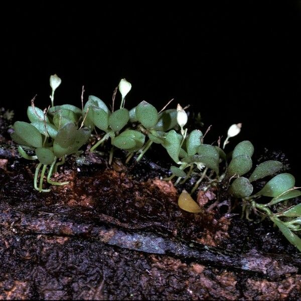 Platystele Ovalifolia Plant Care & How to Grow, Water