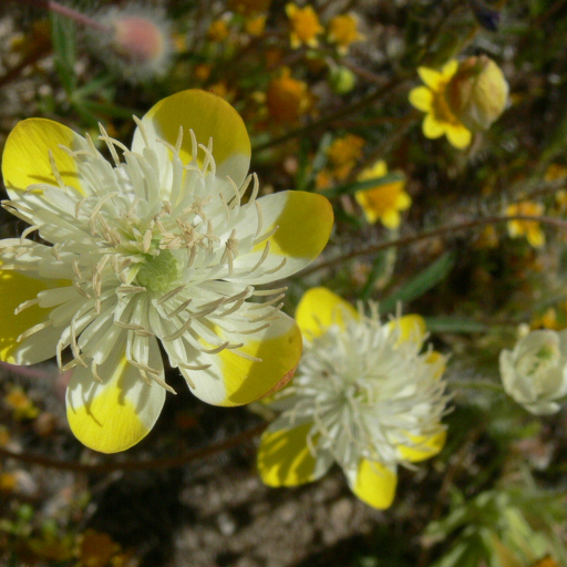 Cream-cups (Platystemon Californicus) Plant Care & How to Grow, Water